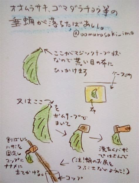オオムラサキイモイモ on Twitter アゲハなど帯蛹とオオムラサキやゴマダラチョウアサギマダラなど垂蛹が落ちてしまった時の救出方法