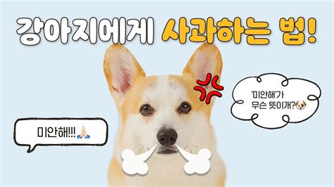 강아지한테 미안해🙏🏻라고 말하면 알아들을까요 🍎 L 1문 1답 Qanda L 설채현 행동학 수의사 Youtube