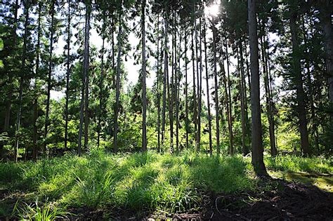 京都花日記 ススキ 京都小倉百人一首文芸苑