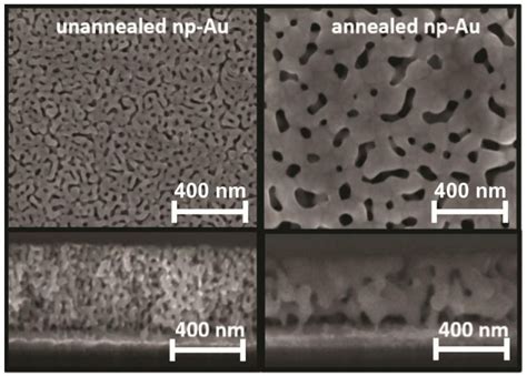 Scanning Electron Micrographs Sem Of Np Au Electrodes That Were Used