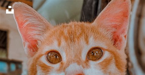 주황색과 흰색 줄무늬 고양이 사진 Unsplash의 무료 초상 이미지