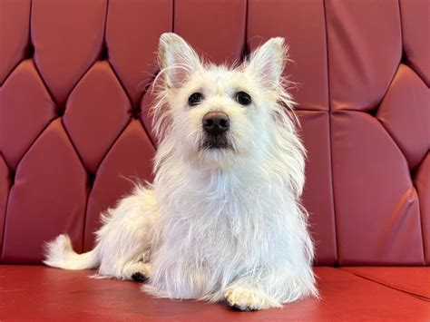 화이트테리어 믹스 하울 포미분양 포매라니안분양 포메리안분양 치아와분양 말티스분양 푸말티분양 러시아블루분양 포미분가격 포매라니안분양가격 포메리안분양가격 치아와분양가격 말티스