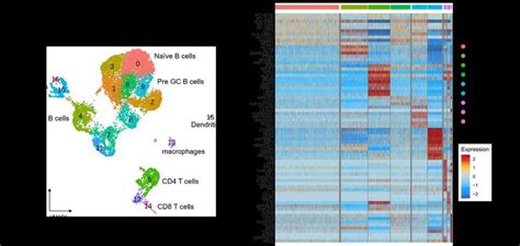 Fig S13 Single Cell Mapping Of Immune Cell Subsets In Human Tonsil