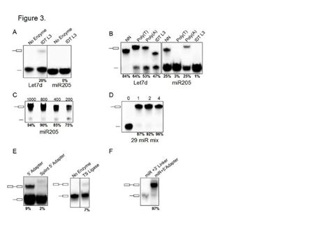 Optimized Rna Ligation Conditions Achieve High Efficiency For Both 3