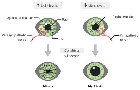 Miosis Is Of The Pupil Mydriatic And Miotic Agents And Drugs Used In