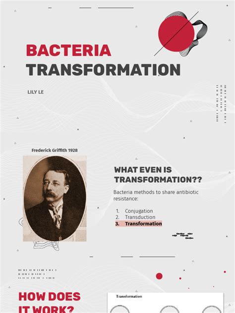 Bacteria Transformation Pdf