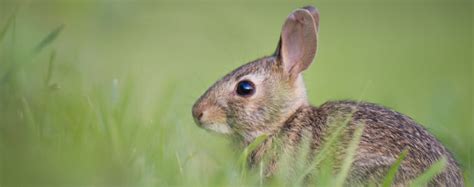 Tularemia Rabbit Fever Freedom Center For Wildlife