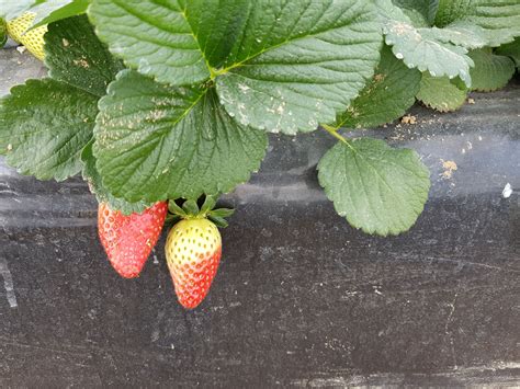 Strawberry Segmentation Instance Segmentation Dataset By Strawberry Segmentation