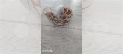 Ракушка морская большая купить в Калининграде Хобби и отдых Авито