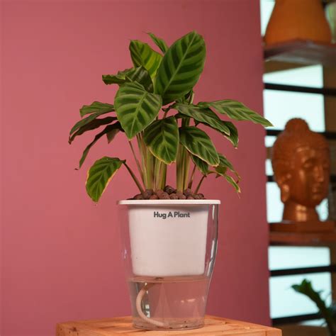 Calathea Zebrina Zebra Plant Live Plant With 5 Inch Self Watering