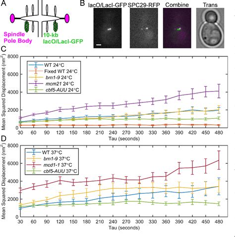 Figure From Geometric Partitioning Of Cohesin And Condensin Is A Consequence Of Chromatin