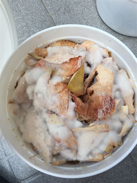 Composting Indoors The Bokashi Method Replenish