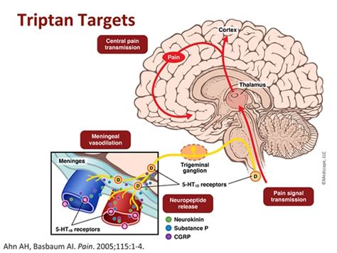 Updates In The Clinical Science Of Cgrp Antagonism For The Treatment Of