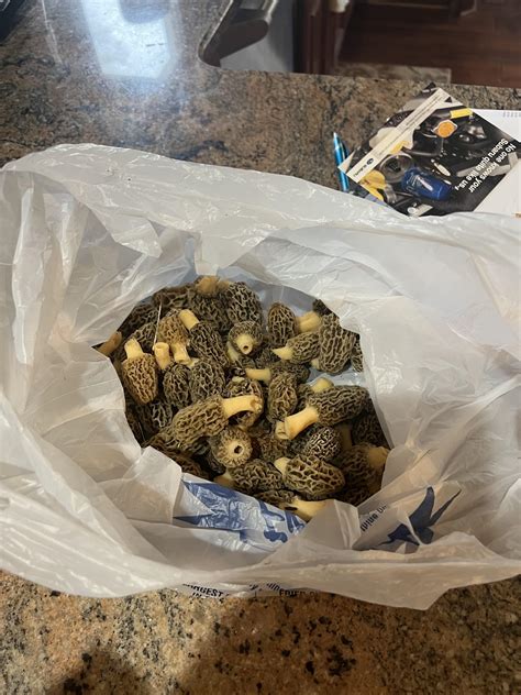 A Successful Morel Hunt Rmushrooms