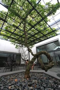 Tree Canopy Ideas Tree Canopy Walk In The Woods Tree