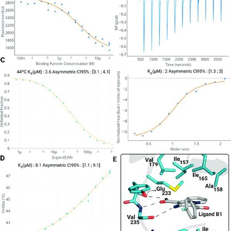 Binding Affinity Characterization And Holo Structure Of Ligand B1