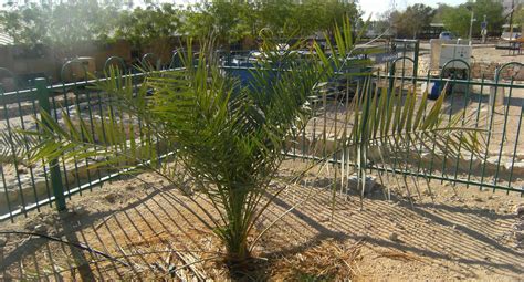 This Extinct Tree Has Grown Anew From Ancient Seeds Discovered By