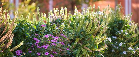 The 13 Rule For Pruning Shrubs Haus And Garten®