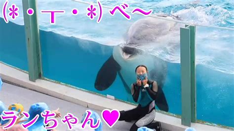 ランちゃんの・┰・ べ～可愛すぎ😍 鴨川シーワールド シャチ Kamogawa Sea World Youtube