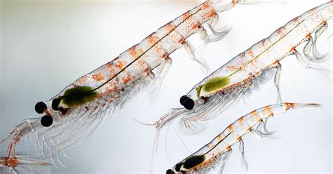 World Krill Day Australian Antarctic Program News 2023