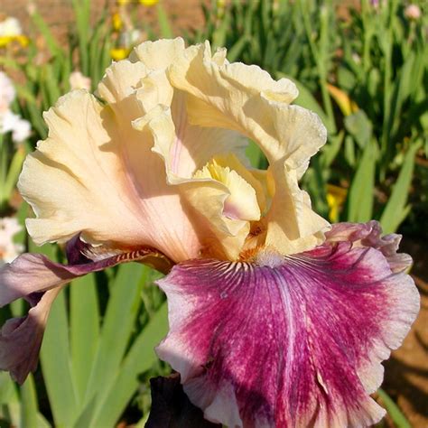 Pharaoh Spirit Iris Bertrand