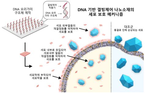 국가나노기술정책센터 고려대·서울대 연구팀 생체적합 Dna 나노소재 개발 국내
