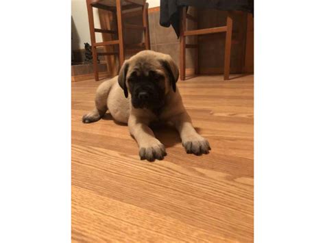 Beautiful Akc English Mastiff Puppies For Sale Farmington Puppies For