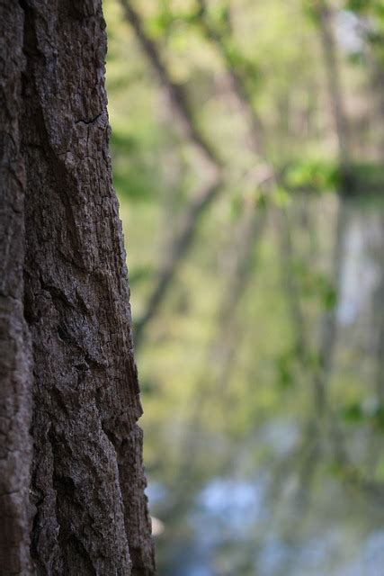 Pohon Suku Batang Foto Gratis Di Pixabay Pixabay