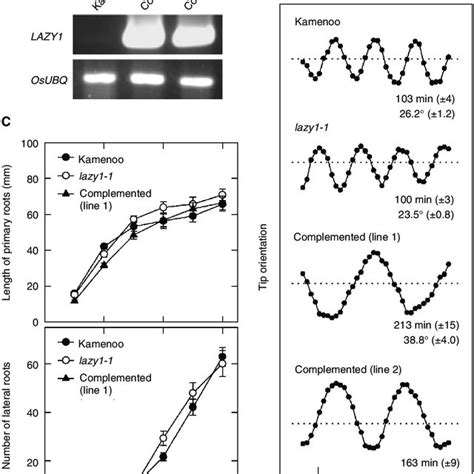Effects Of LAZY1 Overexpression On Root Circumnutation And Lateral Root