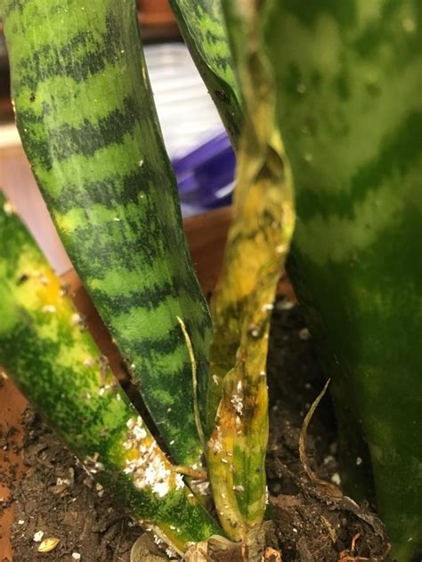 Сансевиерия (sansevieria): фото с названиями сортов, особенности ухода ...