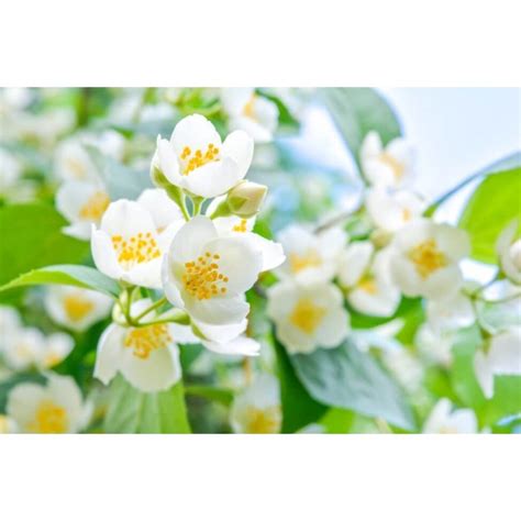 Greenfield Jasmine Dream Natural Aroma 200 g