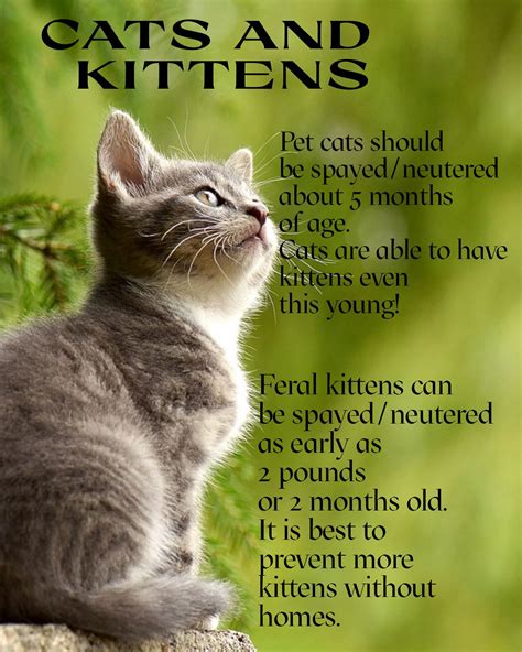 Preventive Paws Spay Center Mount Arlington Nj