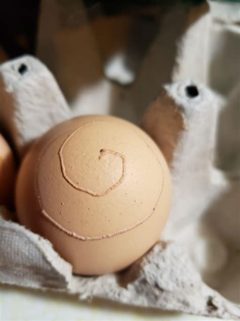 This Spiral Calcium Deposit On Our Chickens Egg [oc] R Mildlyinteresting