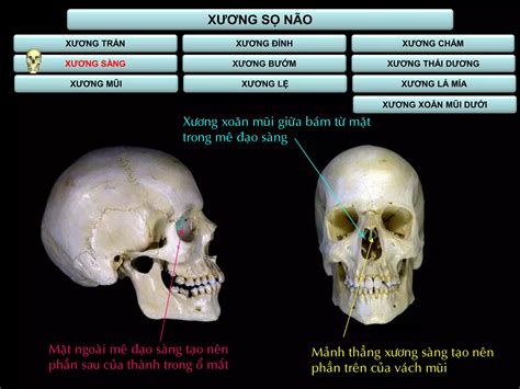 GIẢI PHẪU XƯƠNG ĐẦU MẶT THẦY PHẠM ĐĂNG DIỆU PPT