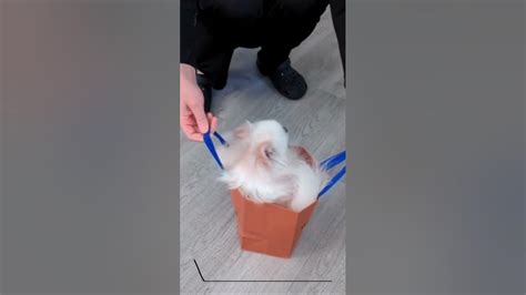 原以为小小的袋子装不下狗狗，没想到刚好合适，还露出可爱头狗狗狗狗的迷惑行为 萌宠 袋子里的狗狗快乐的狗狗 Youtube