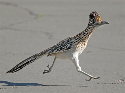 Roadrunner Top Speed Speedsdb