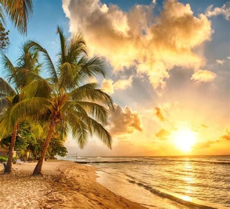 Papel De Parede Paisagem Praia Coqueiro Sol Mar GG439 MadeiraMadeira