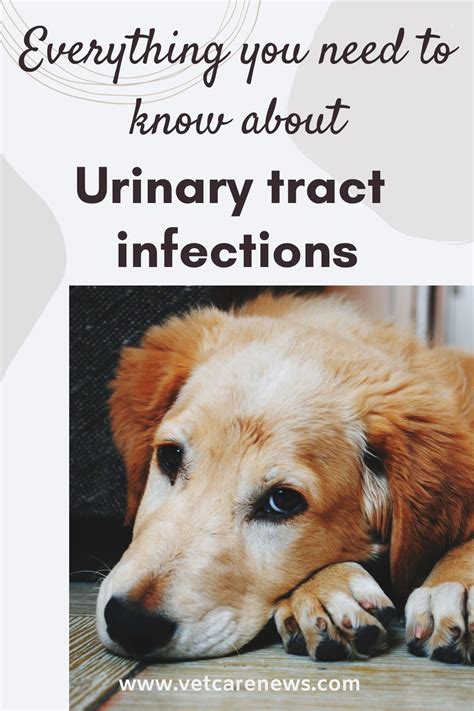 Urinary Tract Infection In Dogs How To Help A Pup With Bladder Problems