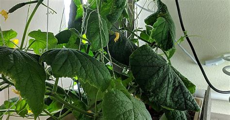 Hydroponic Cucumbers Are Growing To 1 And Thats It Any Ideas Why