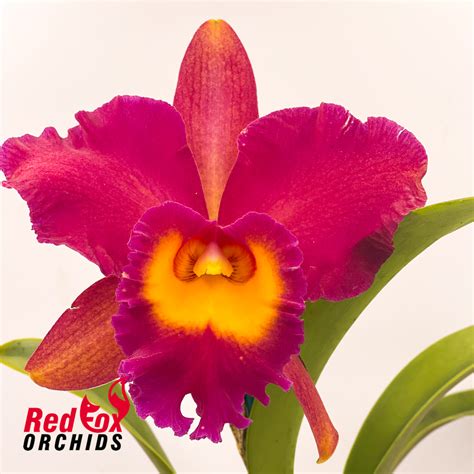 Brassolaeliocattleya Aran Red