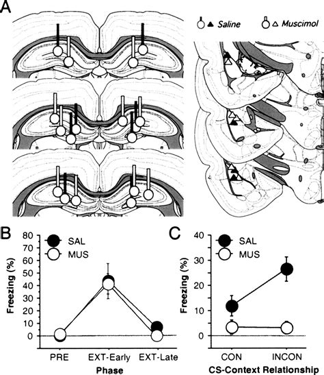 Hippocampal Regulation Of Context Dependent Neuronal Activity In The