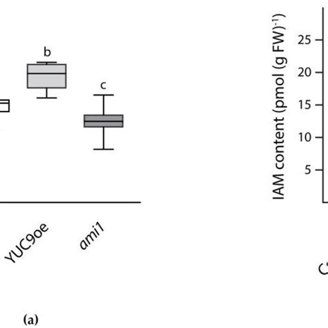 Microscopic Analysis Of T Dna Insertion Mutants A Differences In