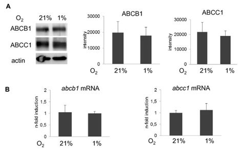 Abcb1 And Abcc1 Expression Is Not Influenced By Hypoxia On The Protein Download Scientific