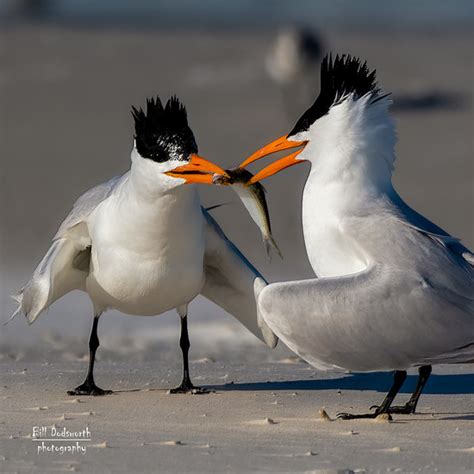 Royal Tern Mating Behaviors By Photocrazy · 365 Project