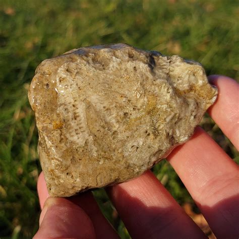 Rugosa Horn Coral Fossil Cladopora Corals Fossil Limestone