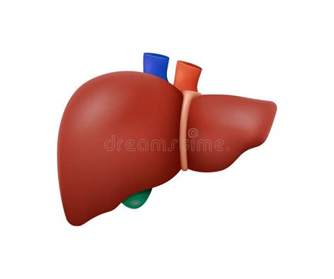 Realistic Liver Anatomy Structure 3d Illustration Healthcare Concept