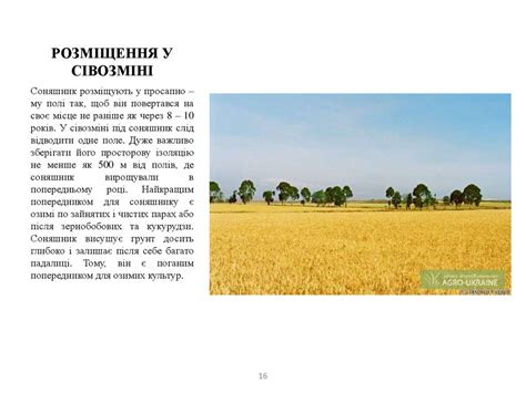 Технологія вирощування соняшника презентация онлайн