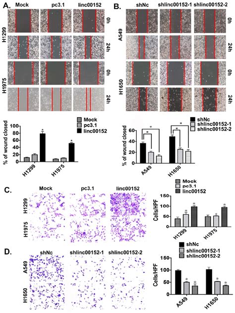 Linc00152 Induced Tumor Cell Migration And Invasion In Lung