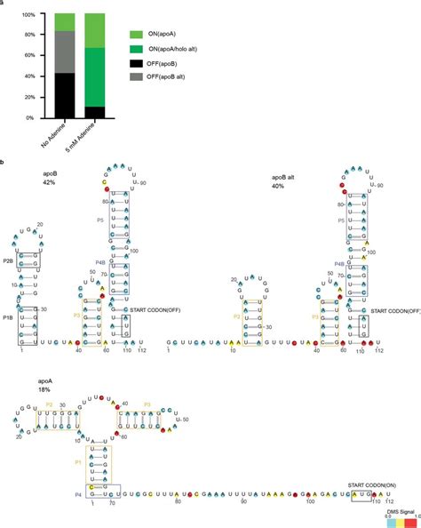 Secondary Structure Models For The V Vulnificusadd Riboswitch A