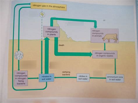 The Nitrogen Cycle Part 2 Biology Edexcel Gcse Section 4c Pg287